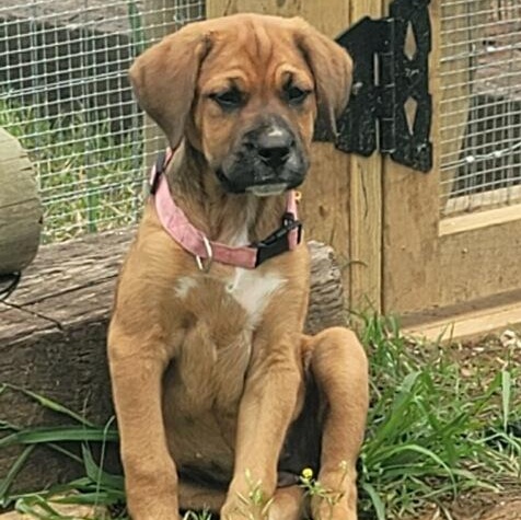 Dog for adoption - Daisy Duke, a Border Collie & Dogue de Bordeaux Mix ...