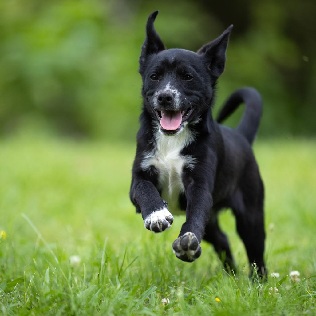 Dog for adoption - Martin, a Border Collie Mix in Sturtevant, WI ...