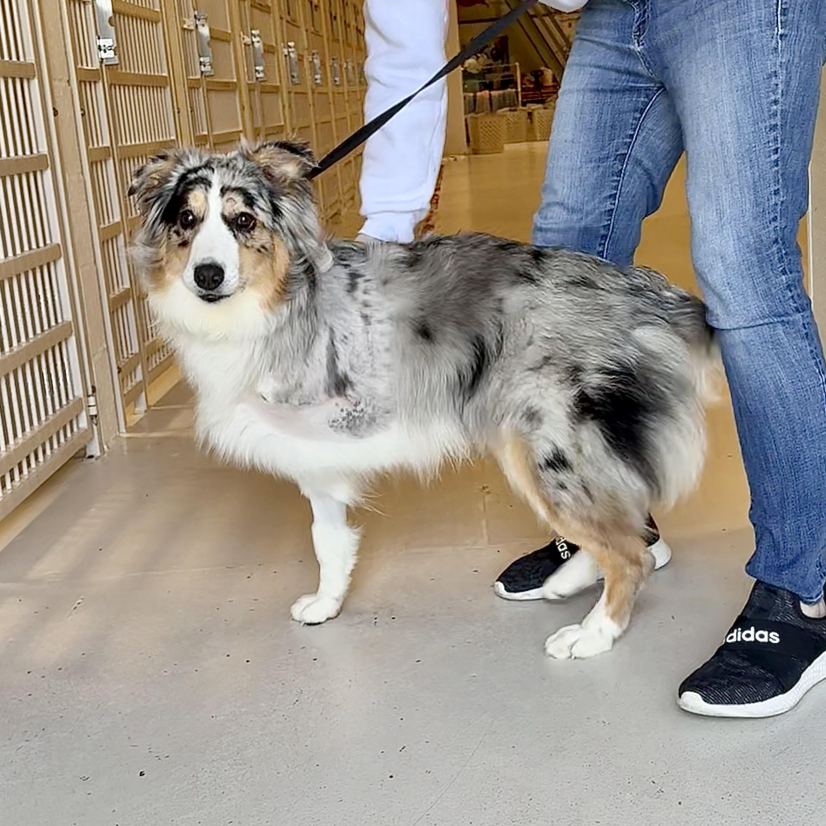Dog for adoption - Billow Tripod arriving 4/22, an Australian Shepherd ...
