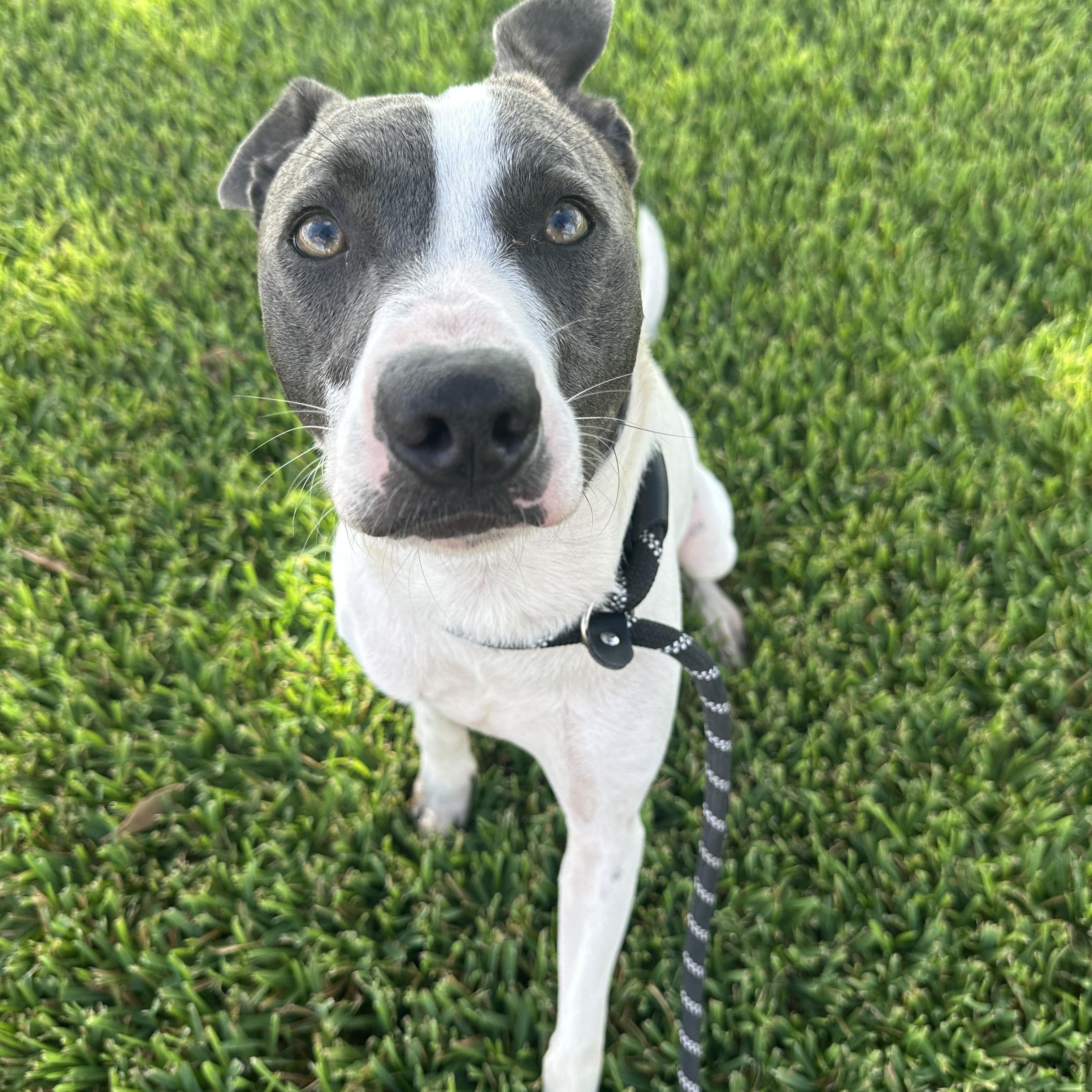 Dog for adoption - Tucker, a Boxer Mix in Billings, MT | Petfinder