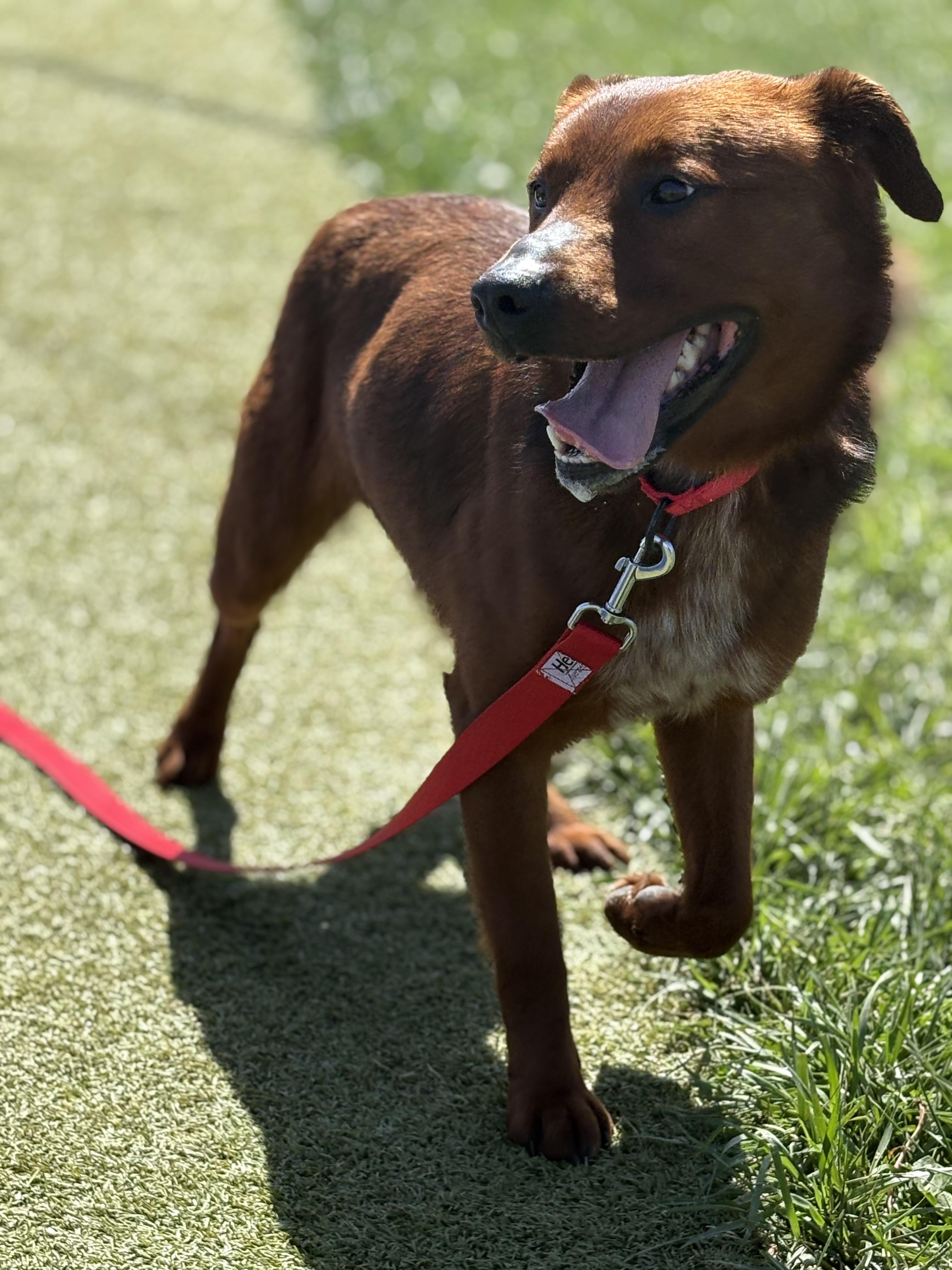 Dog for adoption - Carmine, a Retriever Mix in Wooster, OH | Petfinder