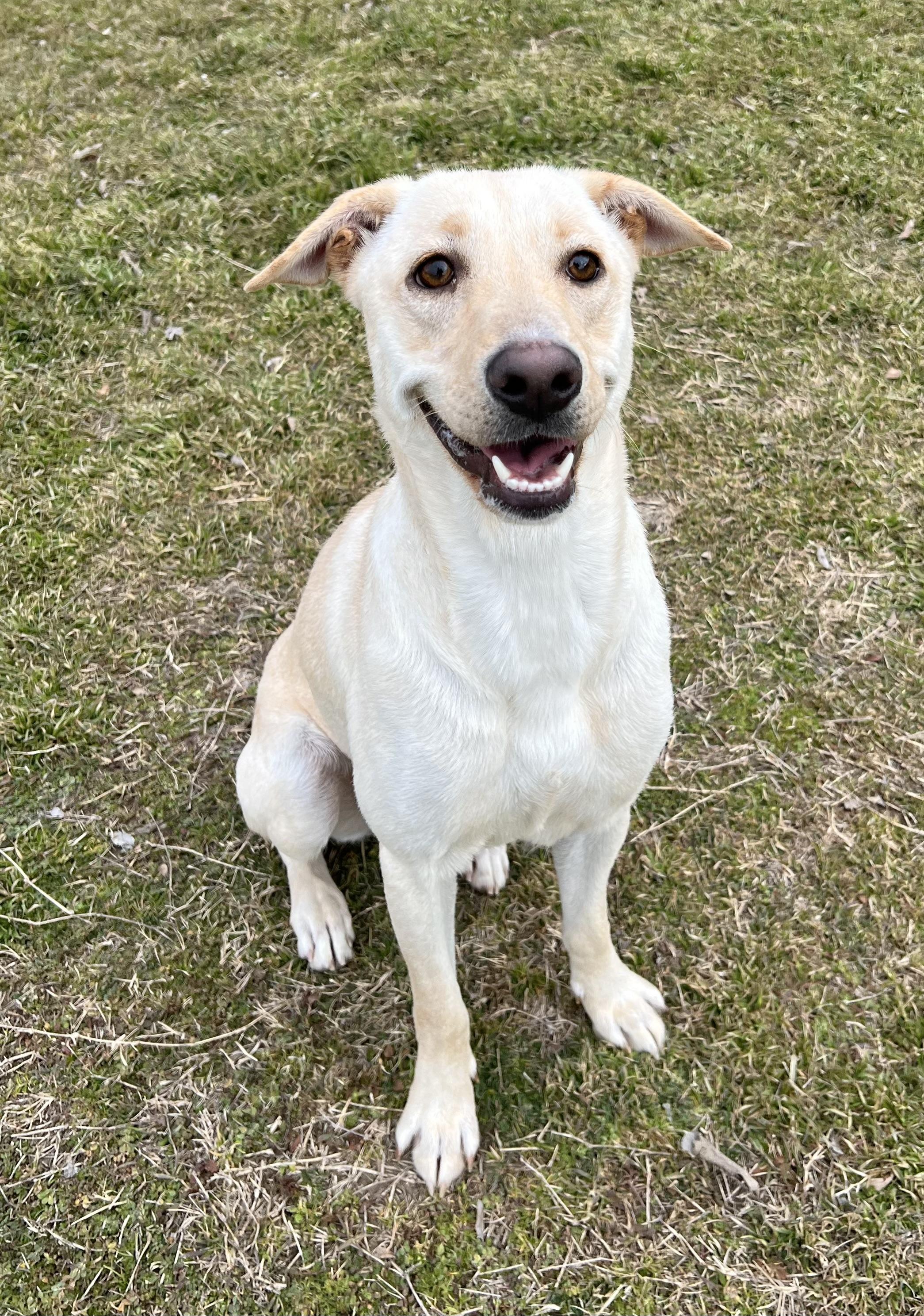 Dog for adoption - Winnie, a Labrador Retriever in Tomah, WI | Petfinder