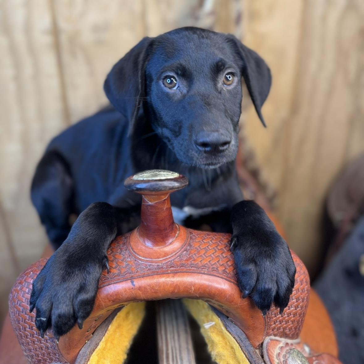Dog for adoption - Murphy, a Black Labrador Retriever & Cattle Dog Mix ...