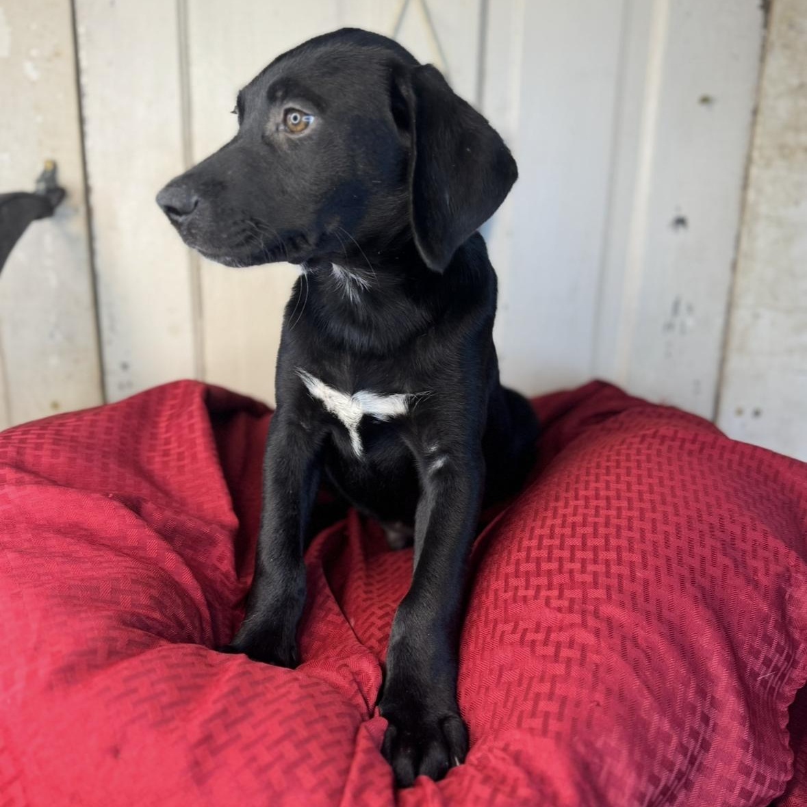Dog for adoption - Murphy, a Black Labrador Retriever & Cattle Dog Mix ...