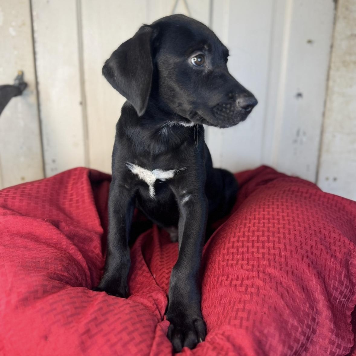 Dog for adoption - Murphy, a Black Labrador Retriever & Cattle Dog Mix ...
