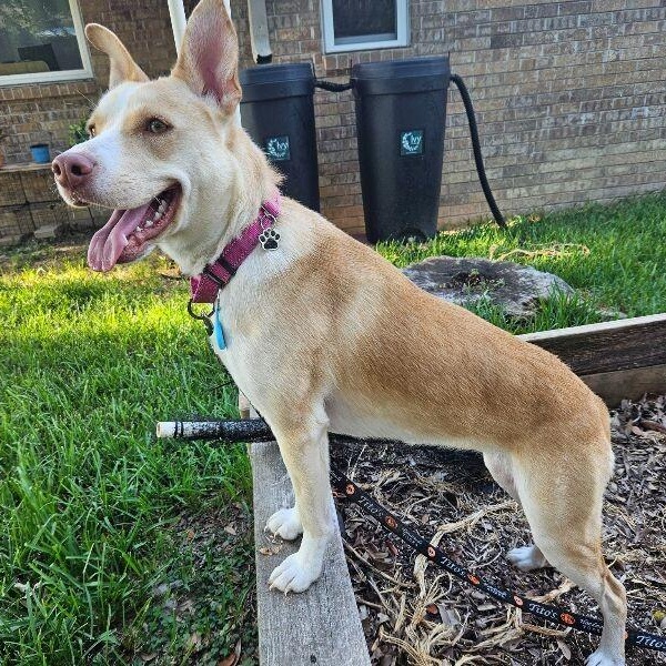 Dog for adoption - Everest Junie "EJ" the Loyal Girl, a Husky ...