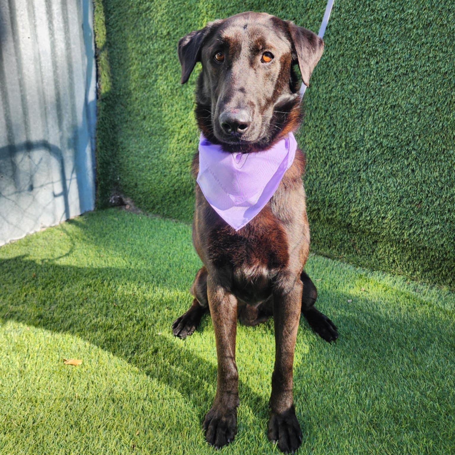 Dog for adoption - Shadow, a Labrador Retriever Mix in Boise, ID ...