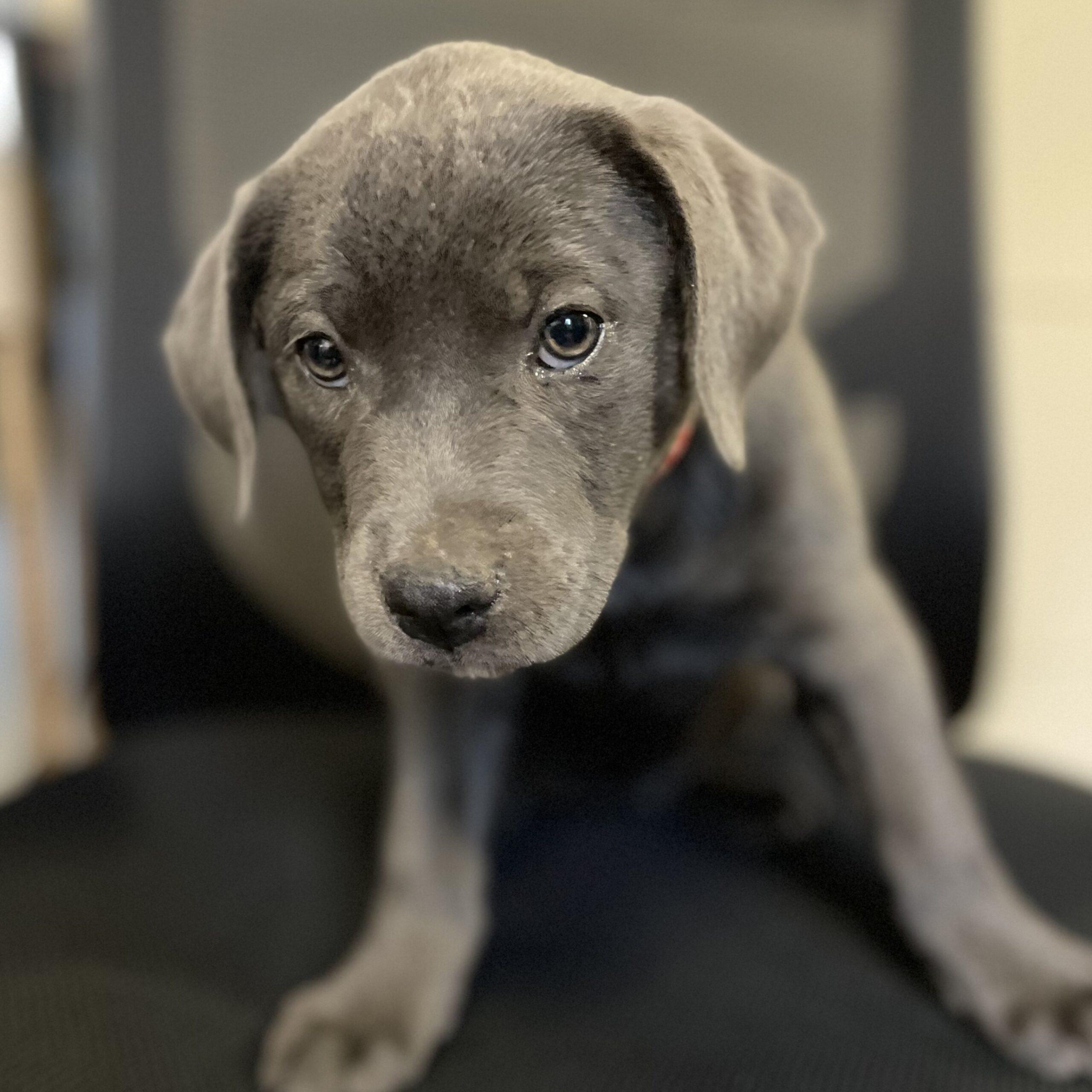 Dog for adoption - Nutter Butter, a Labrador Retriever Mix in Boothbay, ME | Petfinder