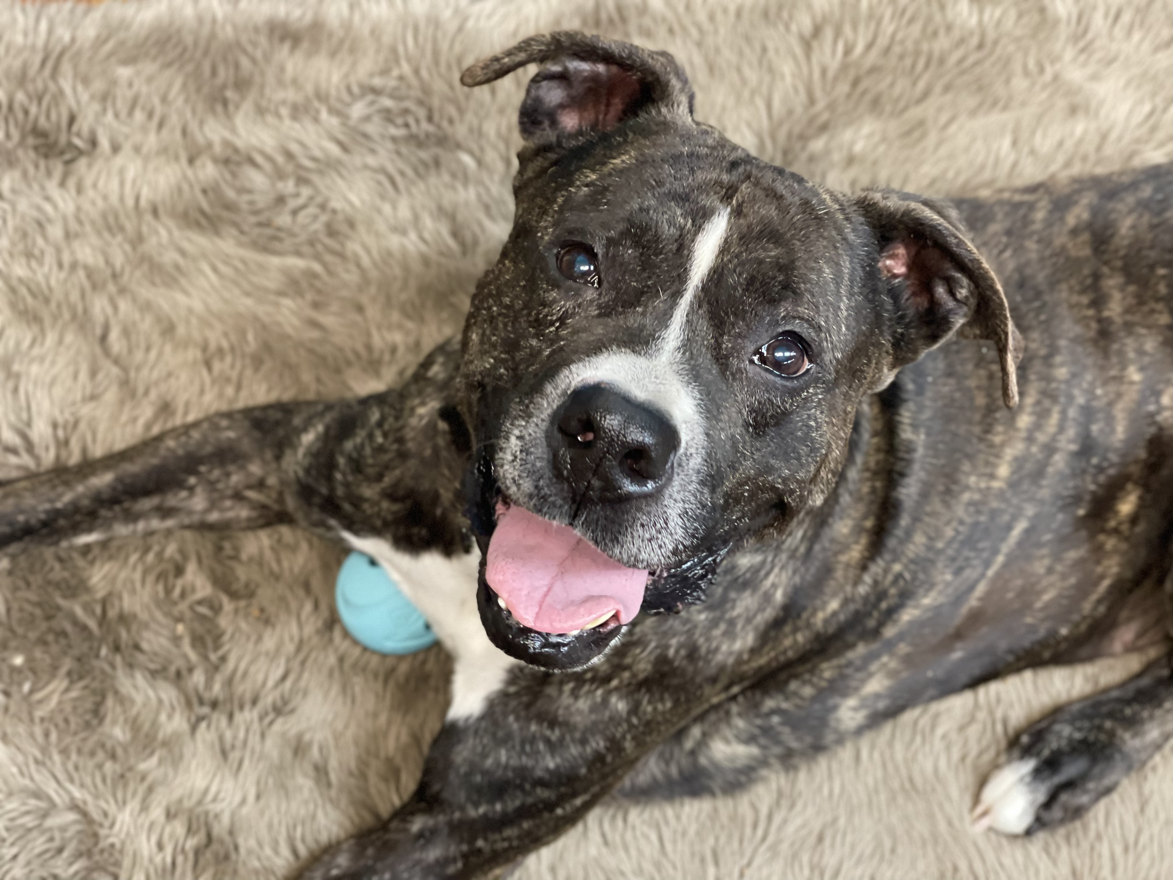 Dog for adoption - Gunter, a Boxer & Pit Bull Terrier Mix in Lake ...