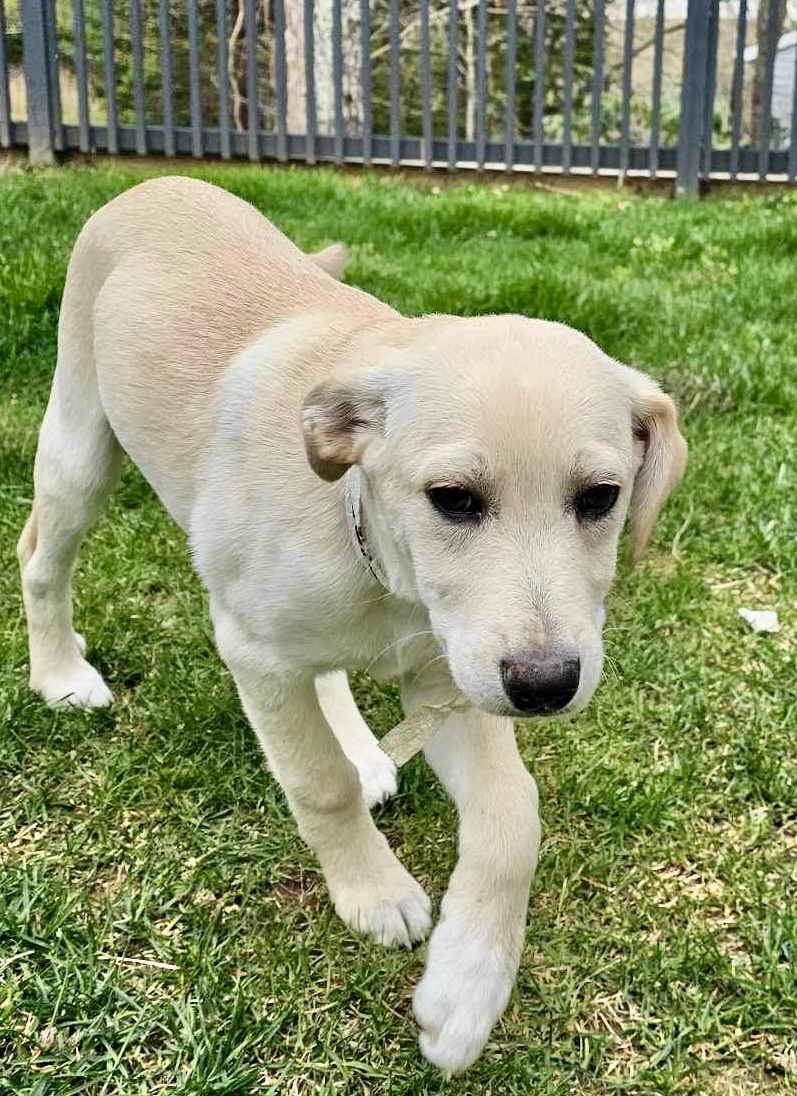 Dog for adoption - John boy, a Golden Retriever & Rat Terrier Mix in ...