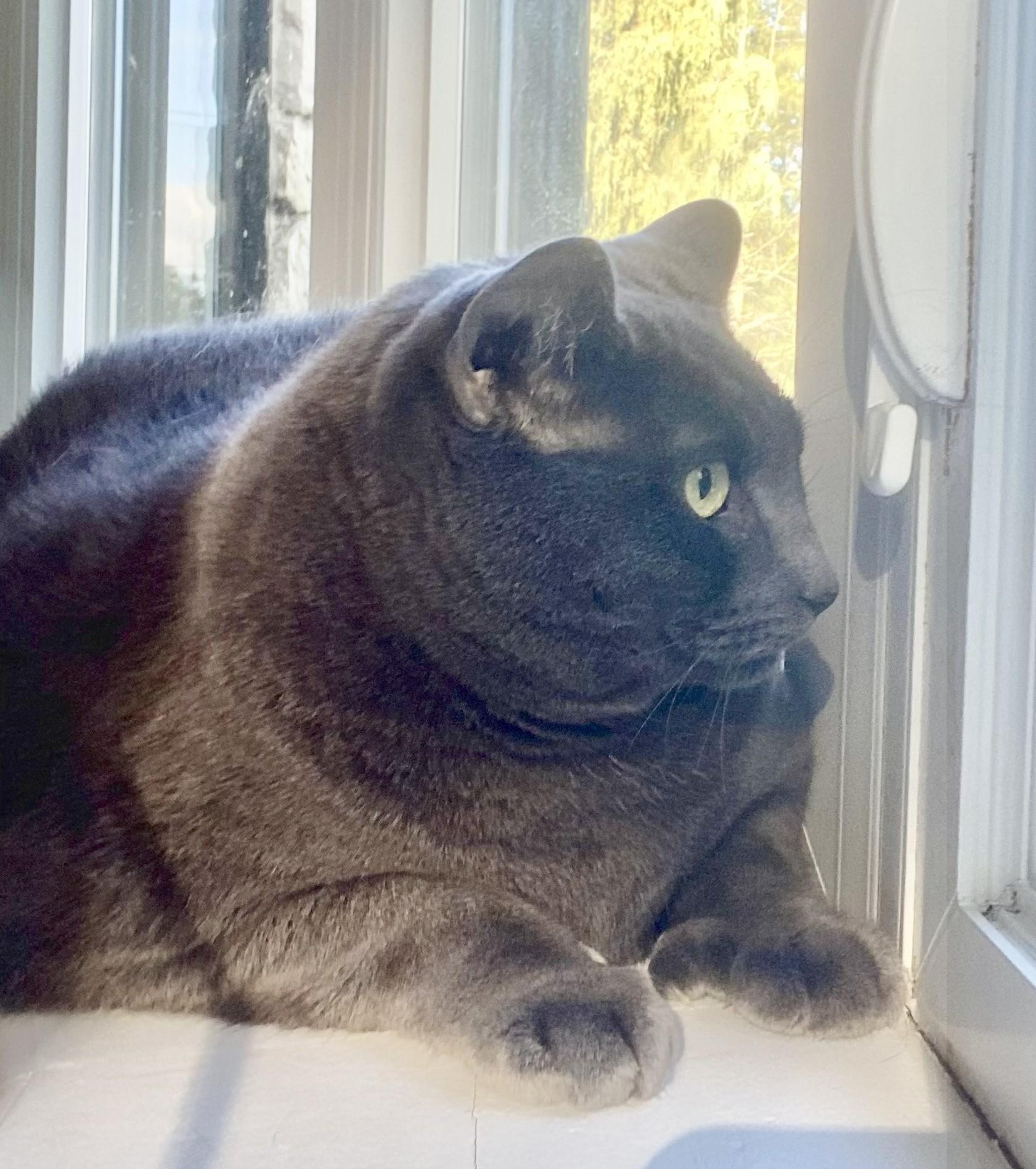 Cat for adoption - PIXELLE (CR/SC), a Domestic Short Hair in Sainte ...