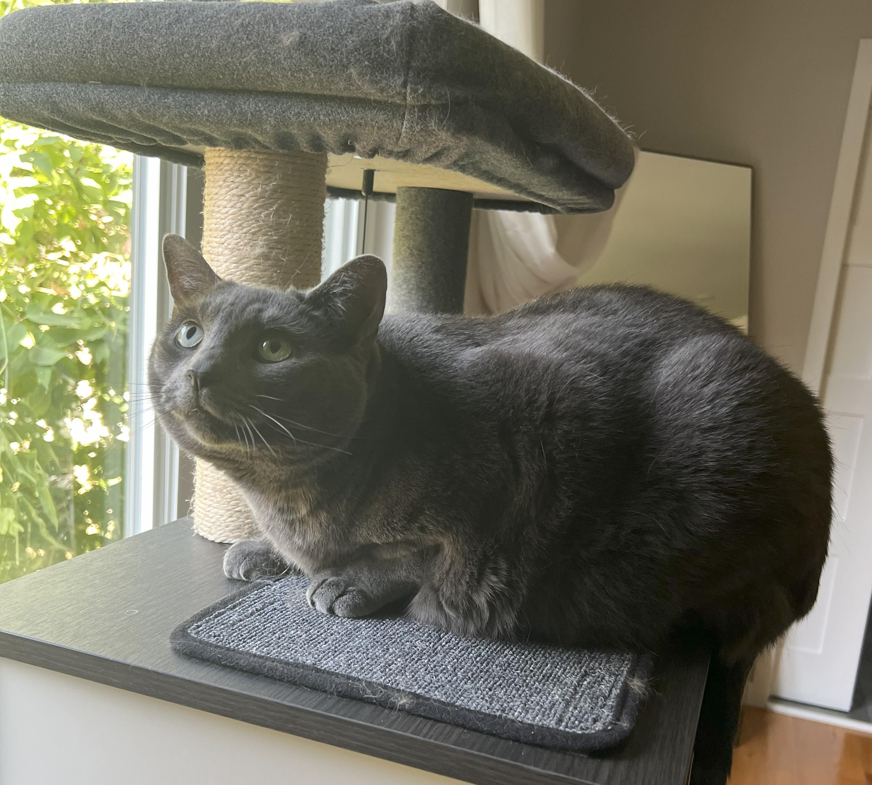 Cat for adoption - PIXELLE (CR/SC), a Domestic Short Hair in Sainte ...