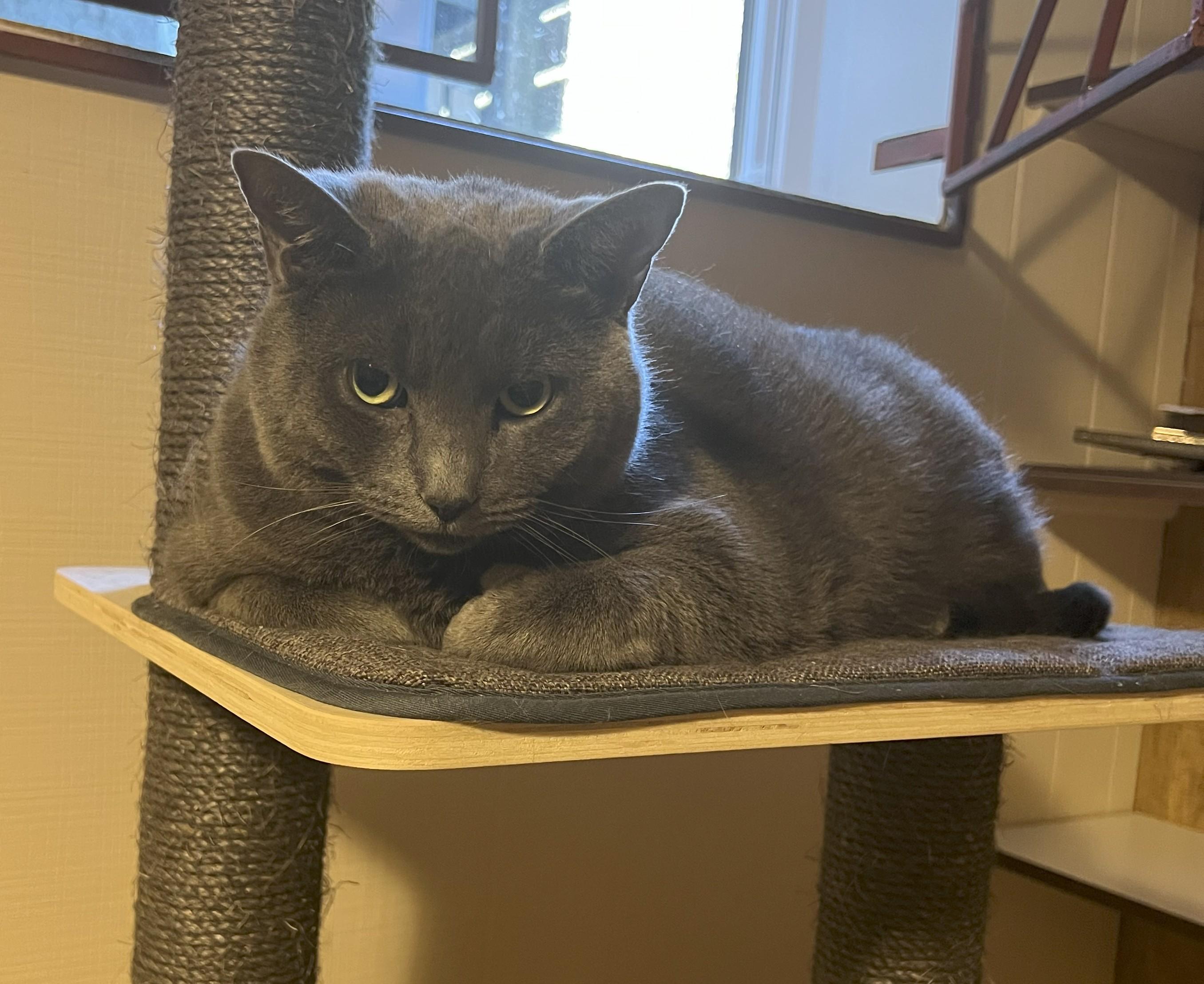 Cat for adoption - PIXELLE (CR/SC), a Domestic Short Hair in Sainte ...