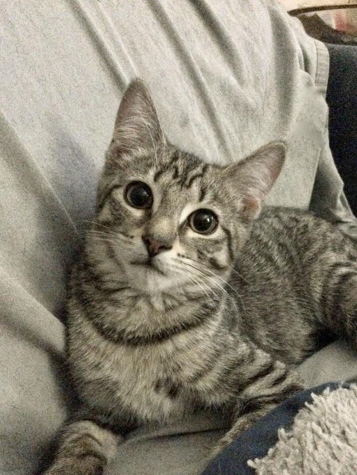 Cat for adoption - Adam, a Domestic Short Hair in New York, NY | Petfinder