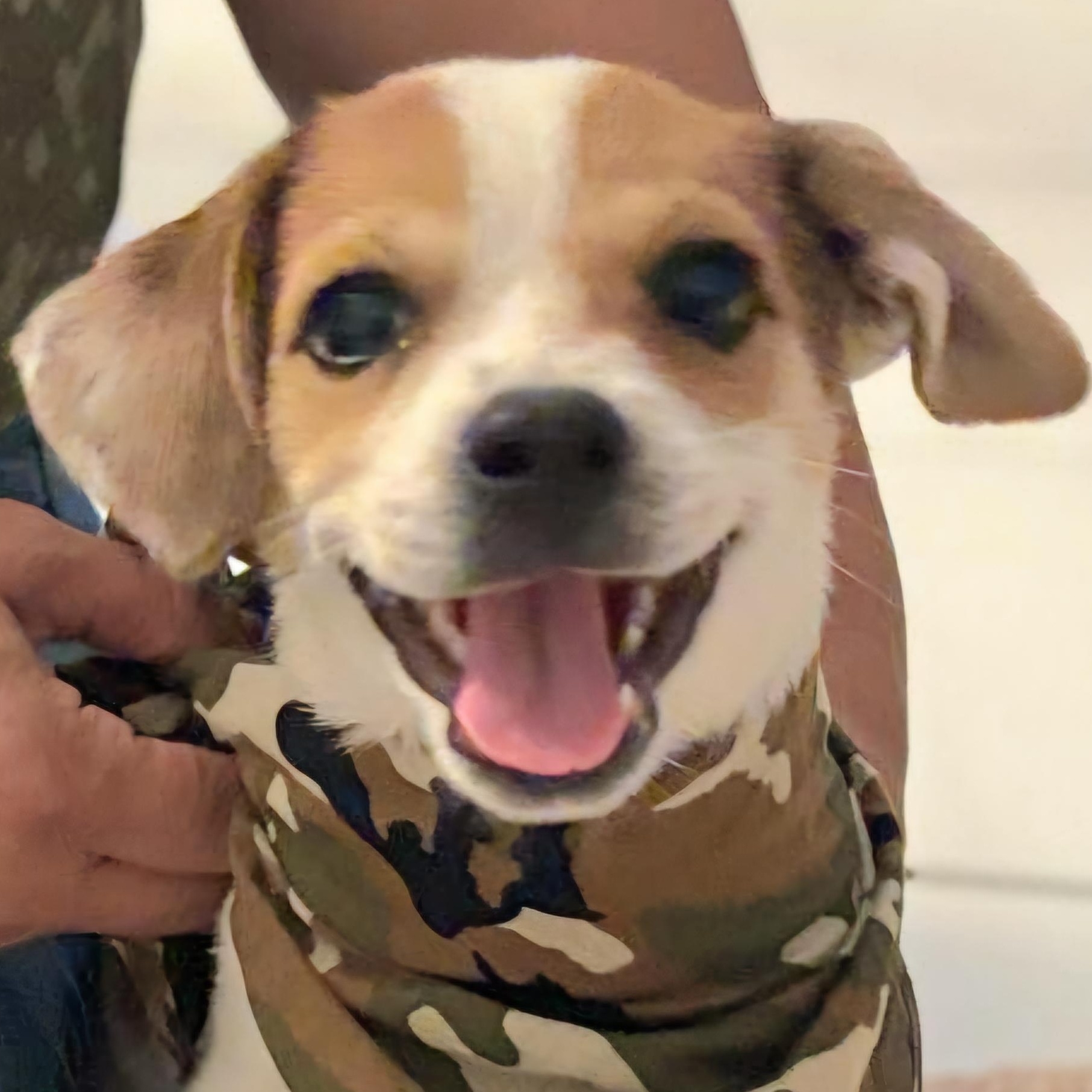 Dog for adoption - SNOOPY SAM, a Beagle Mix in New York, NY | Petfinder