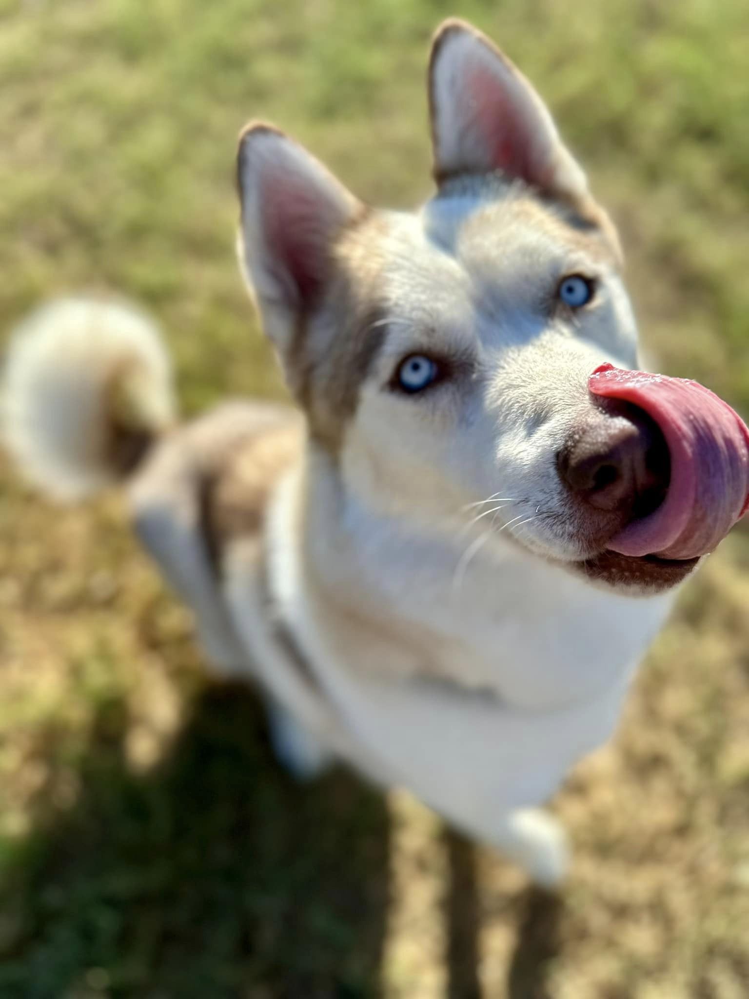 Dog for adoption - Bluey, a Siberian Husky in Temple, TX | Petfinder