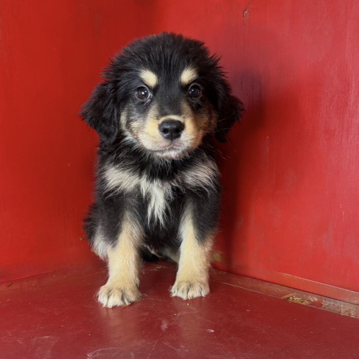 Dog for adoption - Milo, an Australian Shepherd & Labrador Retriever ...