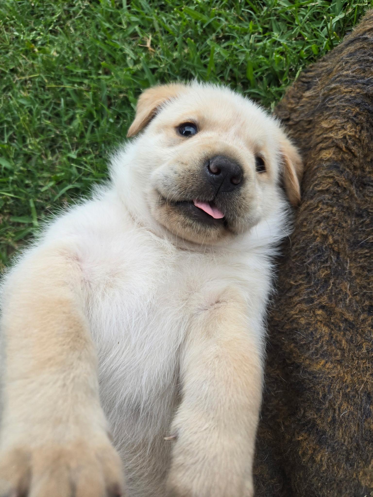 Dog for adoption - Archie, a Labrador Retriever Mix in New Orleans, LA ...