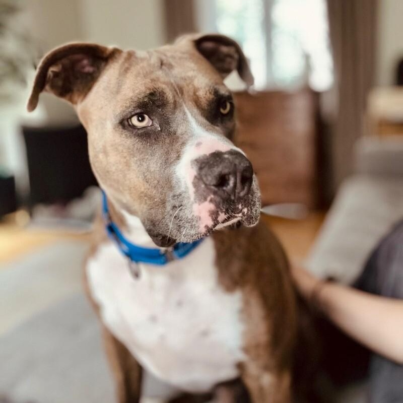 Dog for adoption - Woody Handsome Mellow Family Dog, an American ...