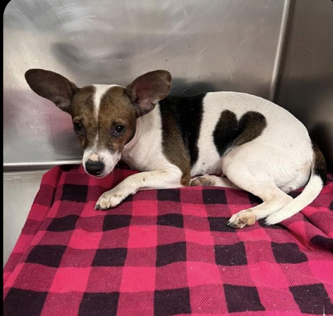 Dog for adoption - Penny Girl Fire Survivor, a Rat Terrier Mix in ...