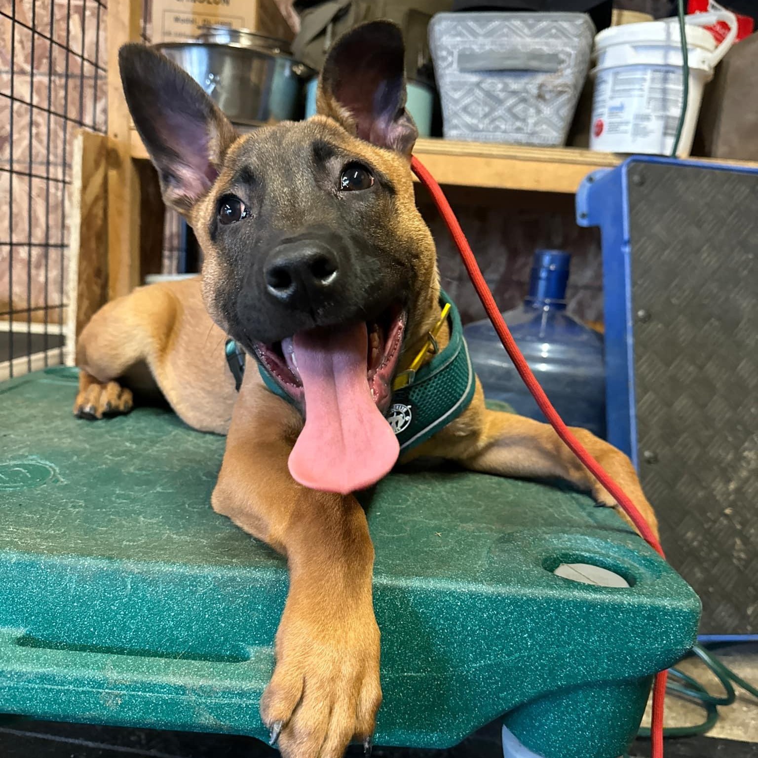 Dog for adoption - Sammy, a Belgian Shepherd / Malinois & American ...