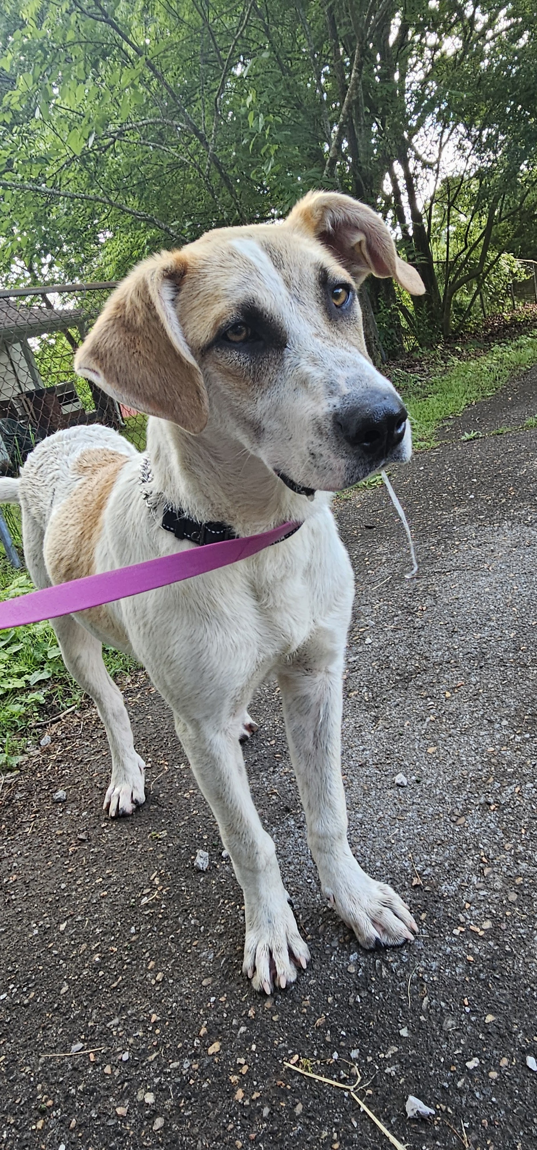 Dog for adoption - Auto, a Great Pyrenees in Kutztown, PA | Petfinder