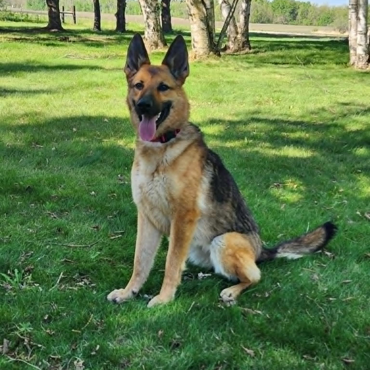 Dog for adoption - Freya, a German Shepherd Dog Mix in Bloomington, MN ...