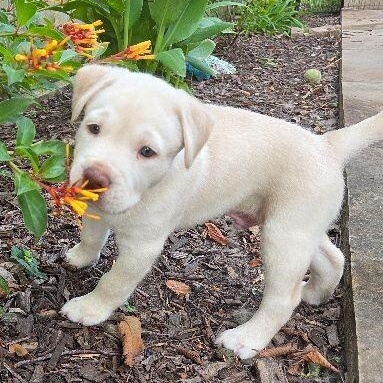Dog for adoption - Rowan Flower Power, a Husky & Labrador Retriever Mix ...