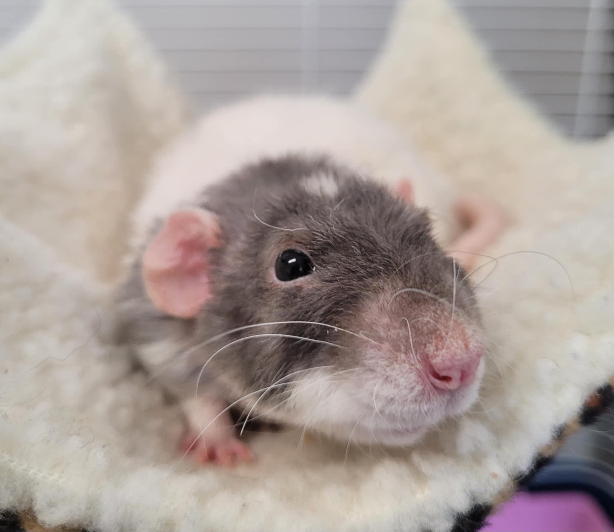 Rat for adoption - Dumbo, a Rat in Delson, QC | Petfinder