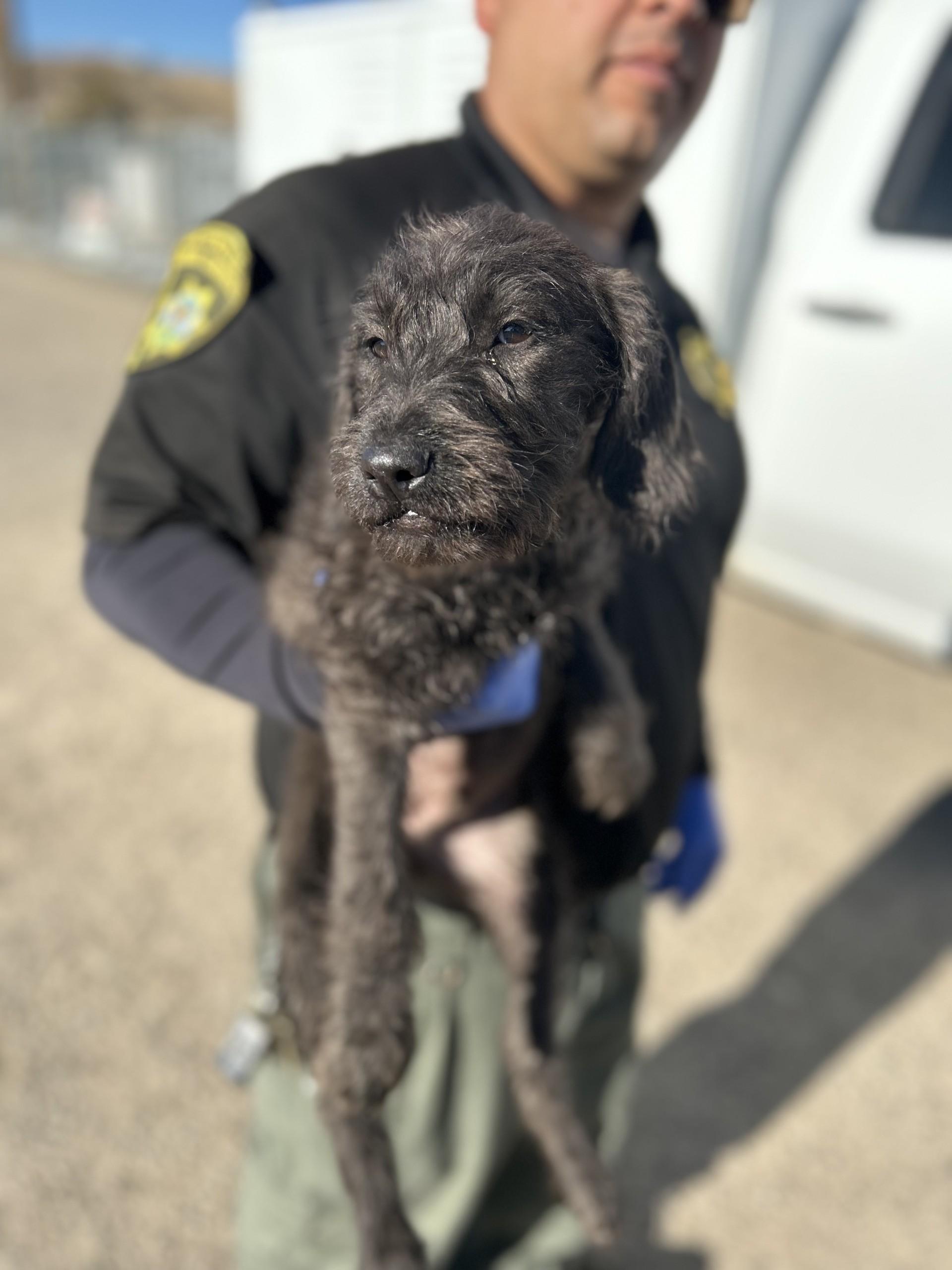 Dog for adoption - Ripper #1714 (521), a Terrier in Victorville, CA ...