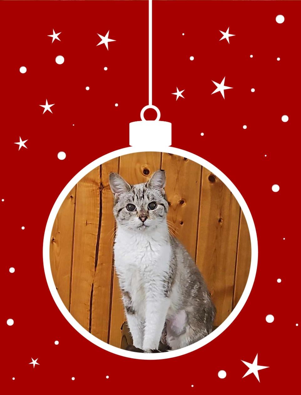 Cat for adoption - Sweetie Pie, a Siamese Mix in Oakwood, IL | Petfinder