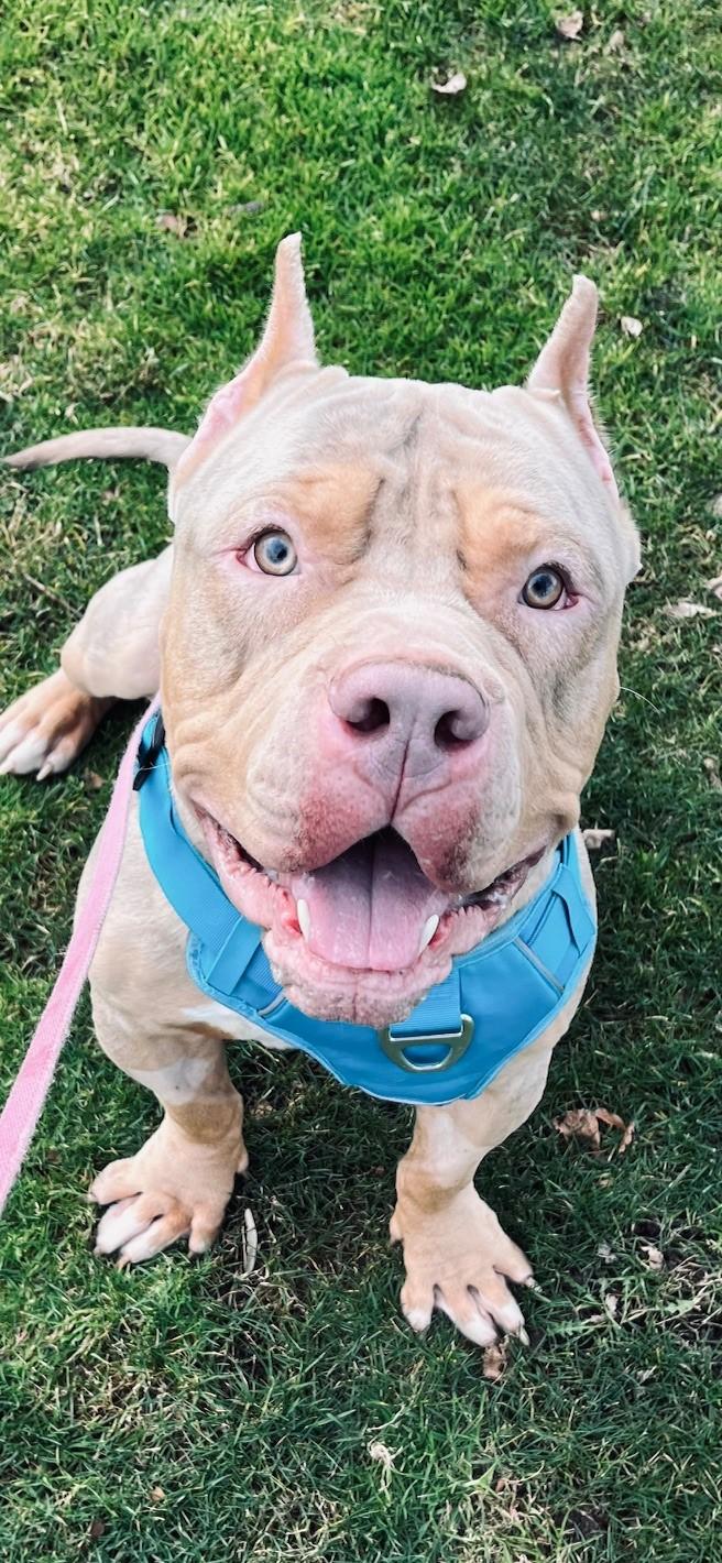 Dog for adoption - Biff, a Bulldog Mix in Vancouver, BC | Petfinder