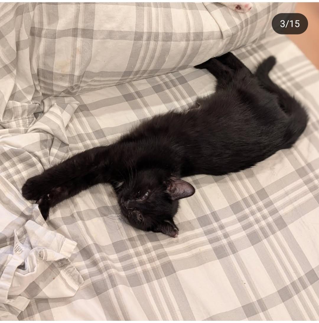 Cat for adoption - Sailor Ripley, an American Shorthair Mix in Brooklyn ...