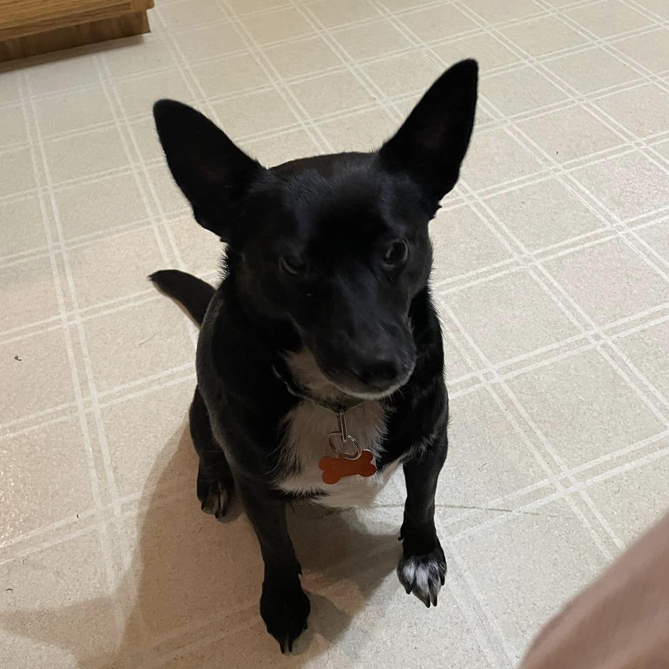 Our Current Adoptables – Rescue One