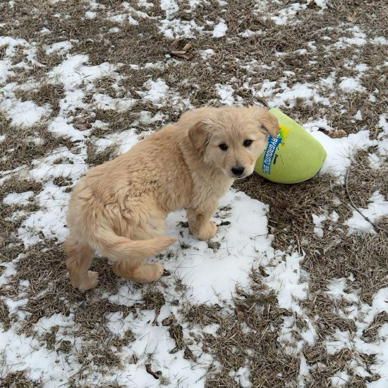 Madi - Adoptable Pet | Petfinder | Petfinder