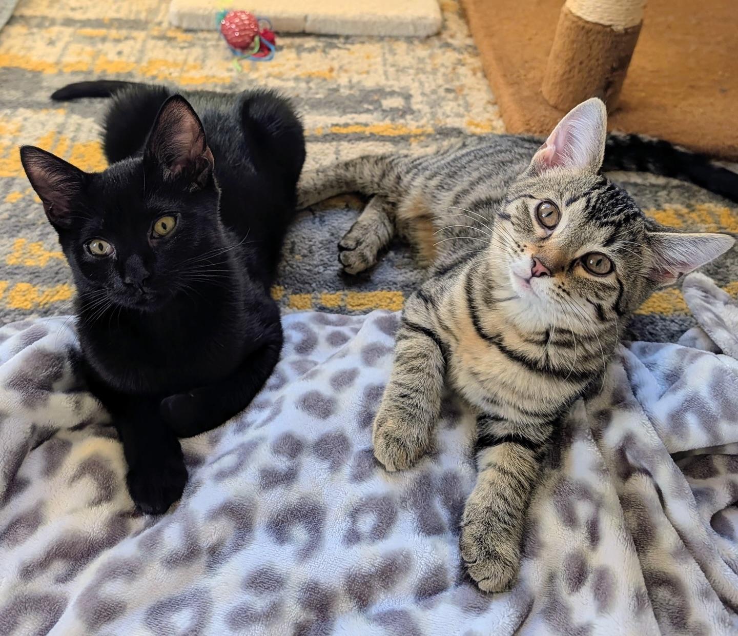 Cat for adoption - Phantom & Exterminator, a Domestic Short Hair in ...