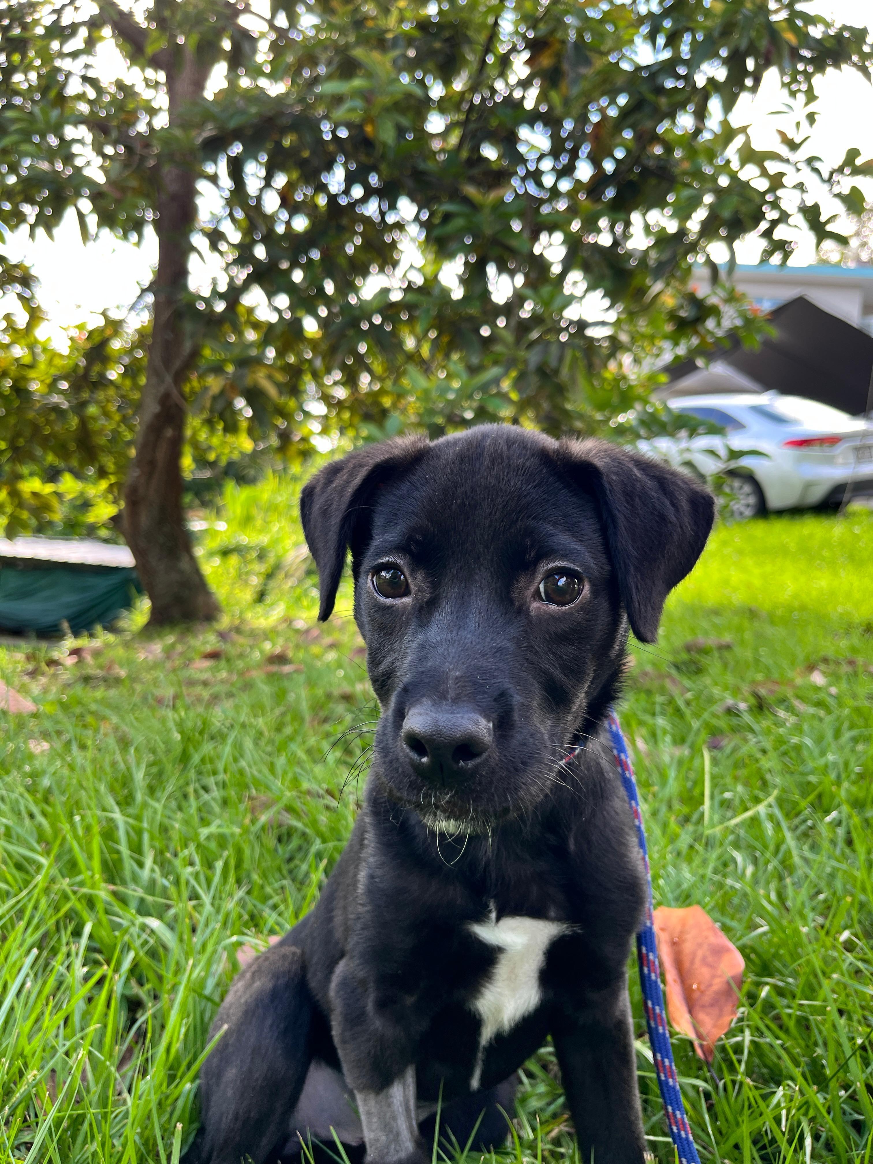 Dog for adoption - Sienna, a Mixed Breed in Norwalk, CT | Petfinder