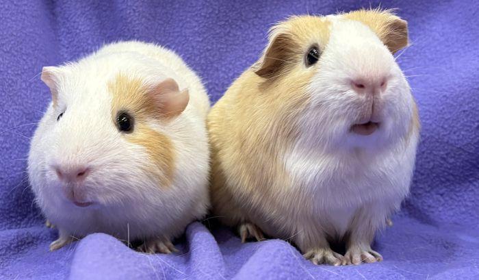 Guinea Pig for adoption - Nowell, a Short-Haired in Downers Grove, IL ...