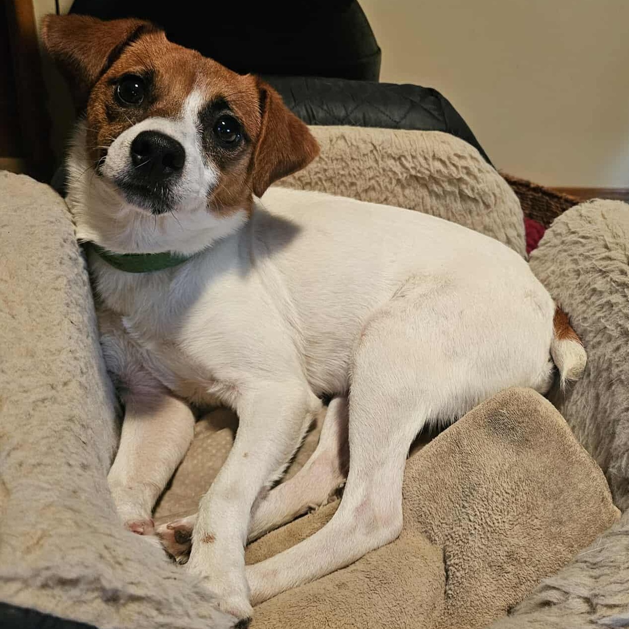 Dog for adoption - Russell, a Jack Russell Terrier in Rochester, NY ...