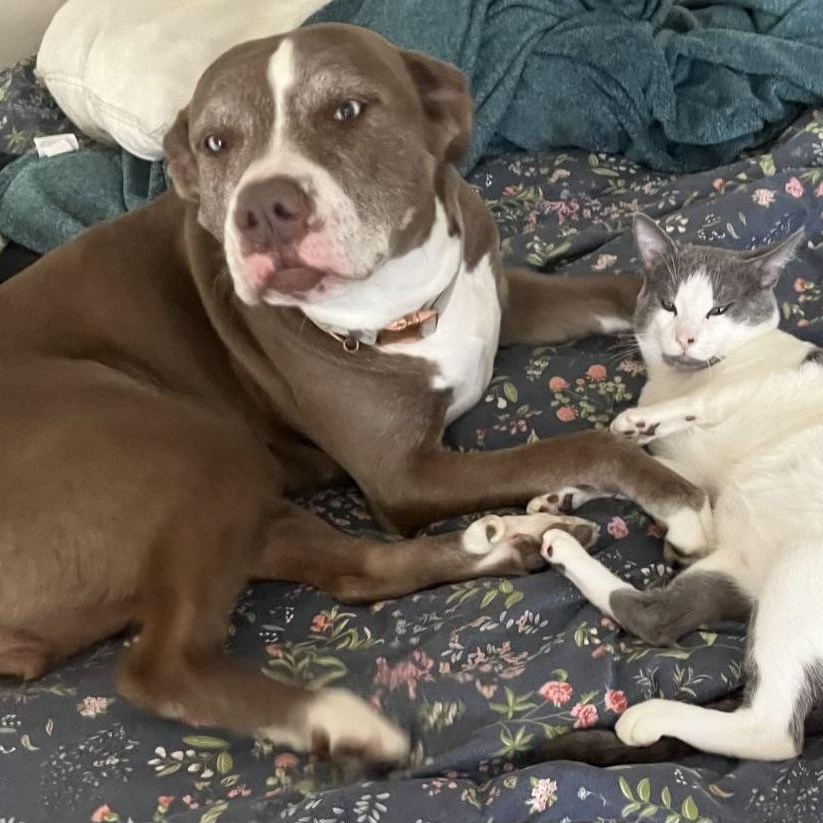 Dog for adoption - Brixton-Urgent, an American Staffordshire Terrier in ...