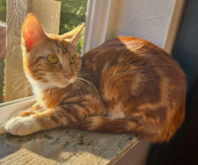 Cat for adoption - Rusty, a Tabby & Domestic Short Hair Mix in Seattle ...