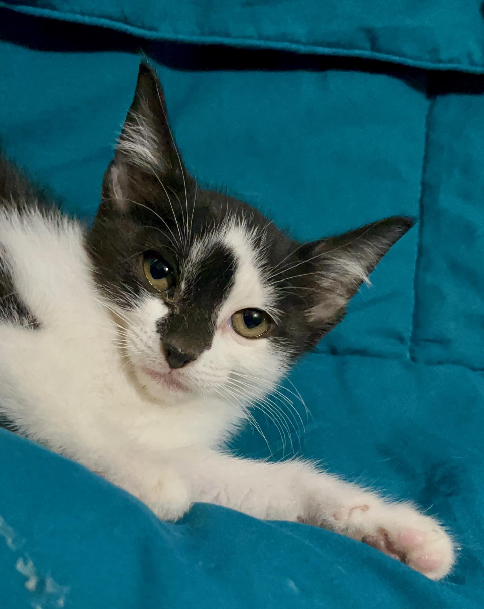 Cat for adoption - Black Rose, a Domestic Short Hair in Kent, WA ...