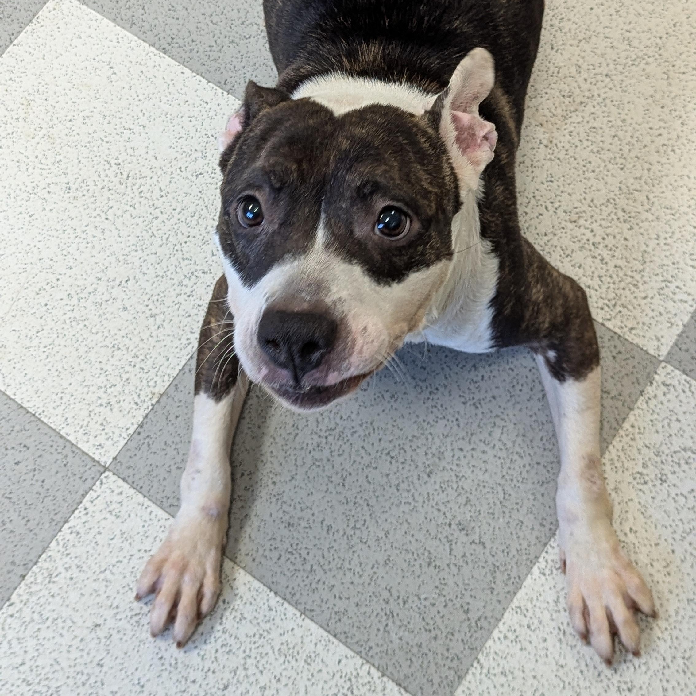 Dog for adoption - Shiso, a Mixed Breed in Benton Harbor, MI | Petfinder