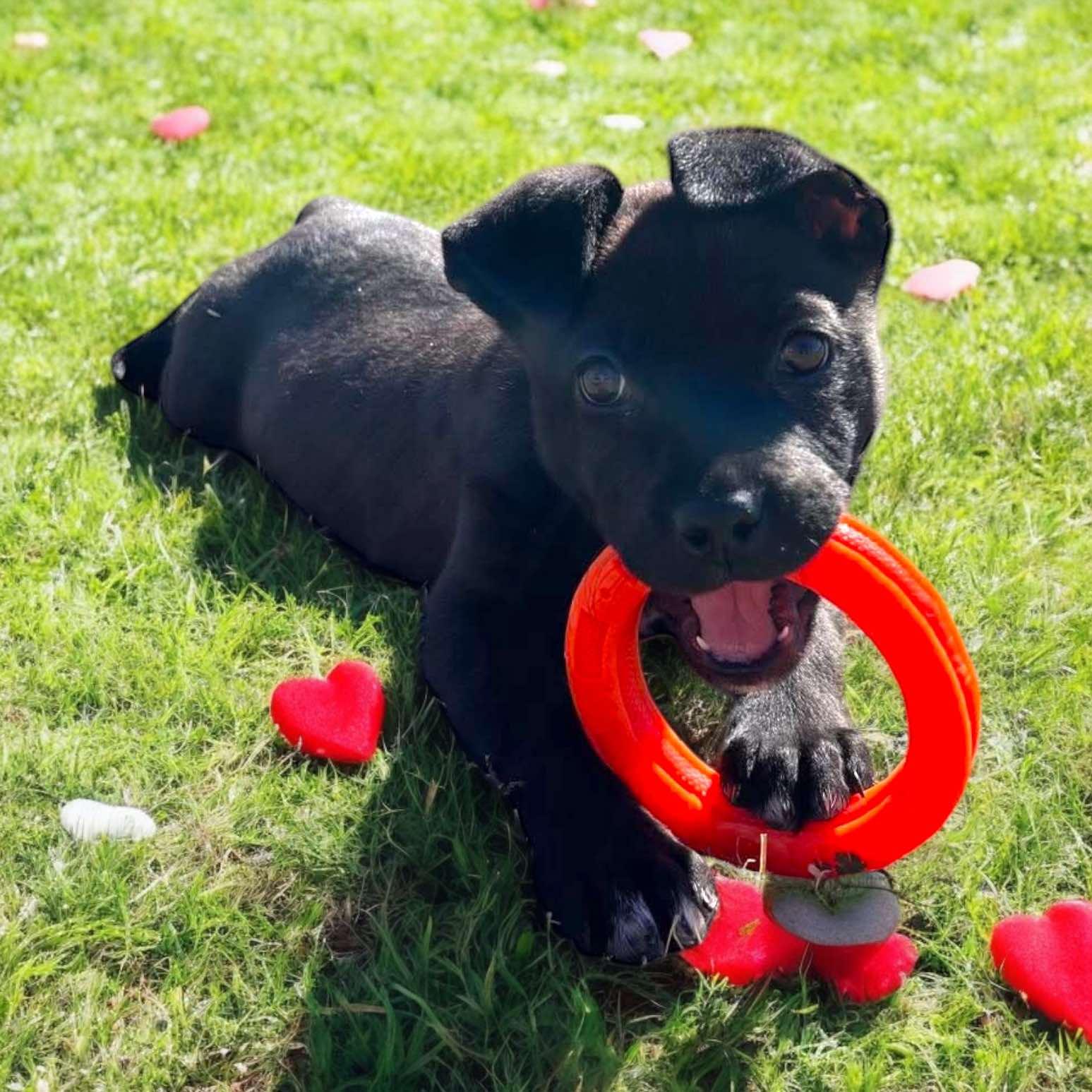 Dog for adoption - Brenda, a Pit Bull Terrier & Border Collie Mix in ...