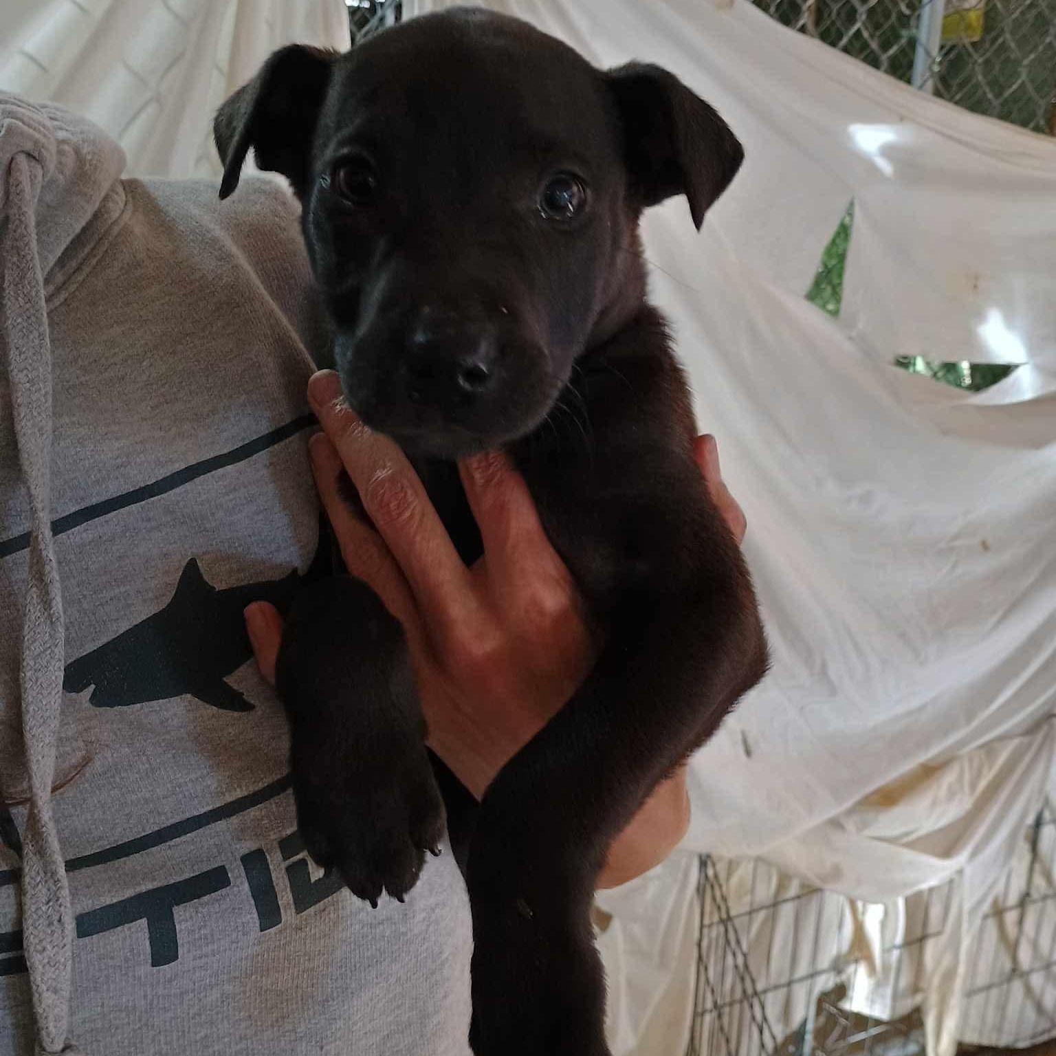 Dog for adoption - Astro, a Labrador Retriever & German Shepherd Dog ...