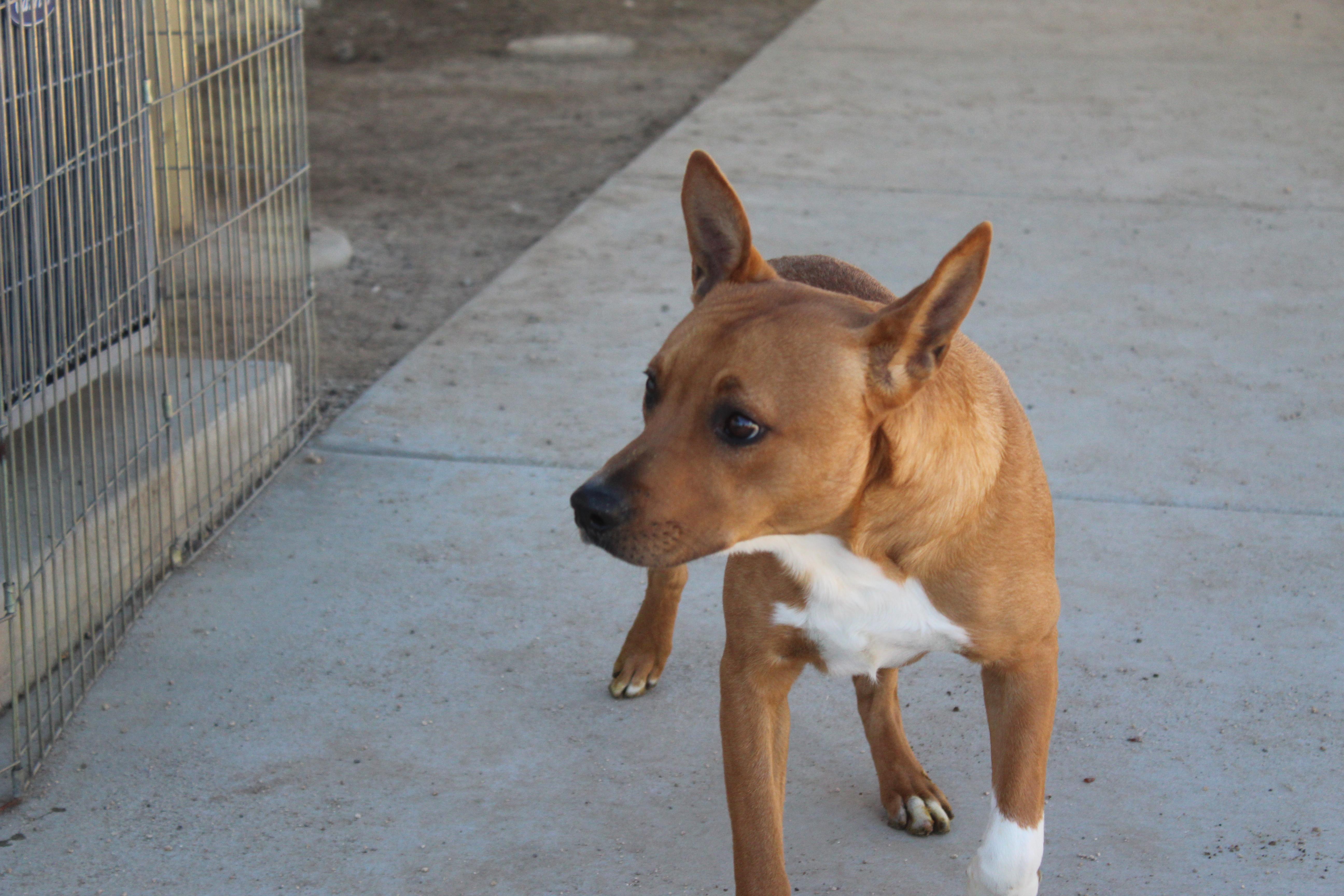 Dog for adoption - Kayne, a Pit Bull Terrier in Yucca Valley, CA ...