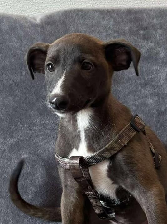 Dog for adoption - Tracker, a Whippet & Labrador Retriever Mix in ...