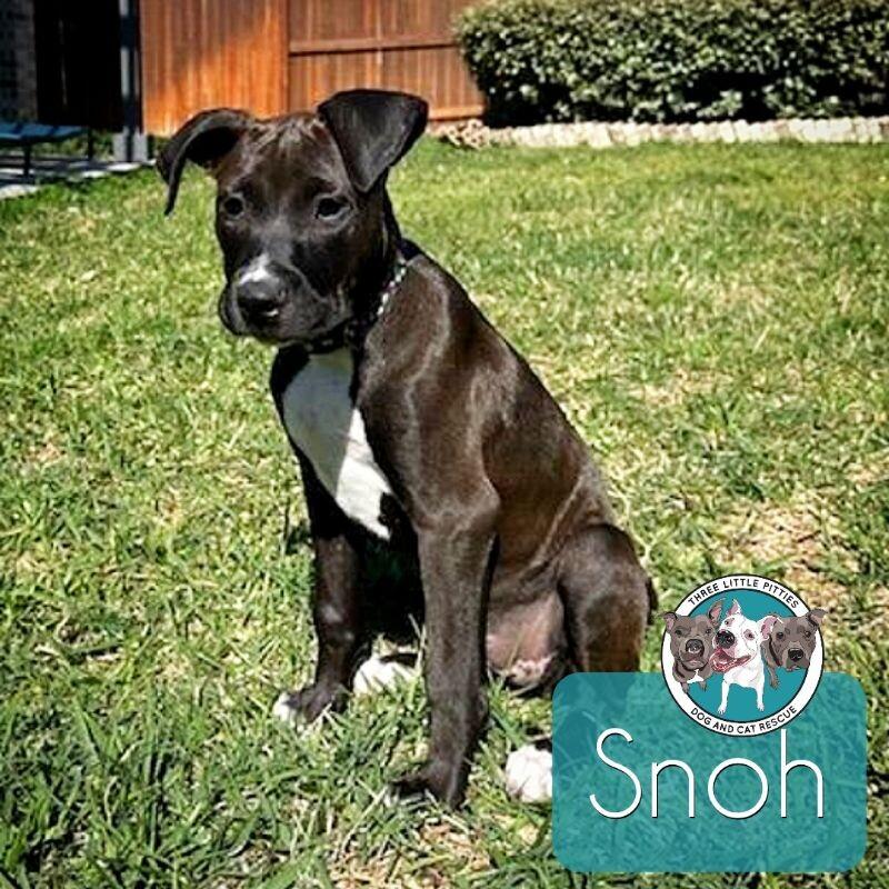 Dog for adoption - Snoh Paige, a Pit Bull Terrier & Labrador Retriever ...