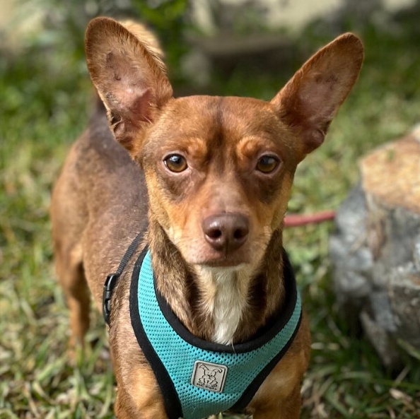 Dog for adoption - Papi, a Chihuahua & Rat Terrier Mix in Pasadena, CA ...