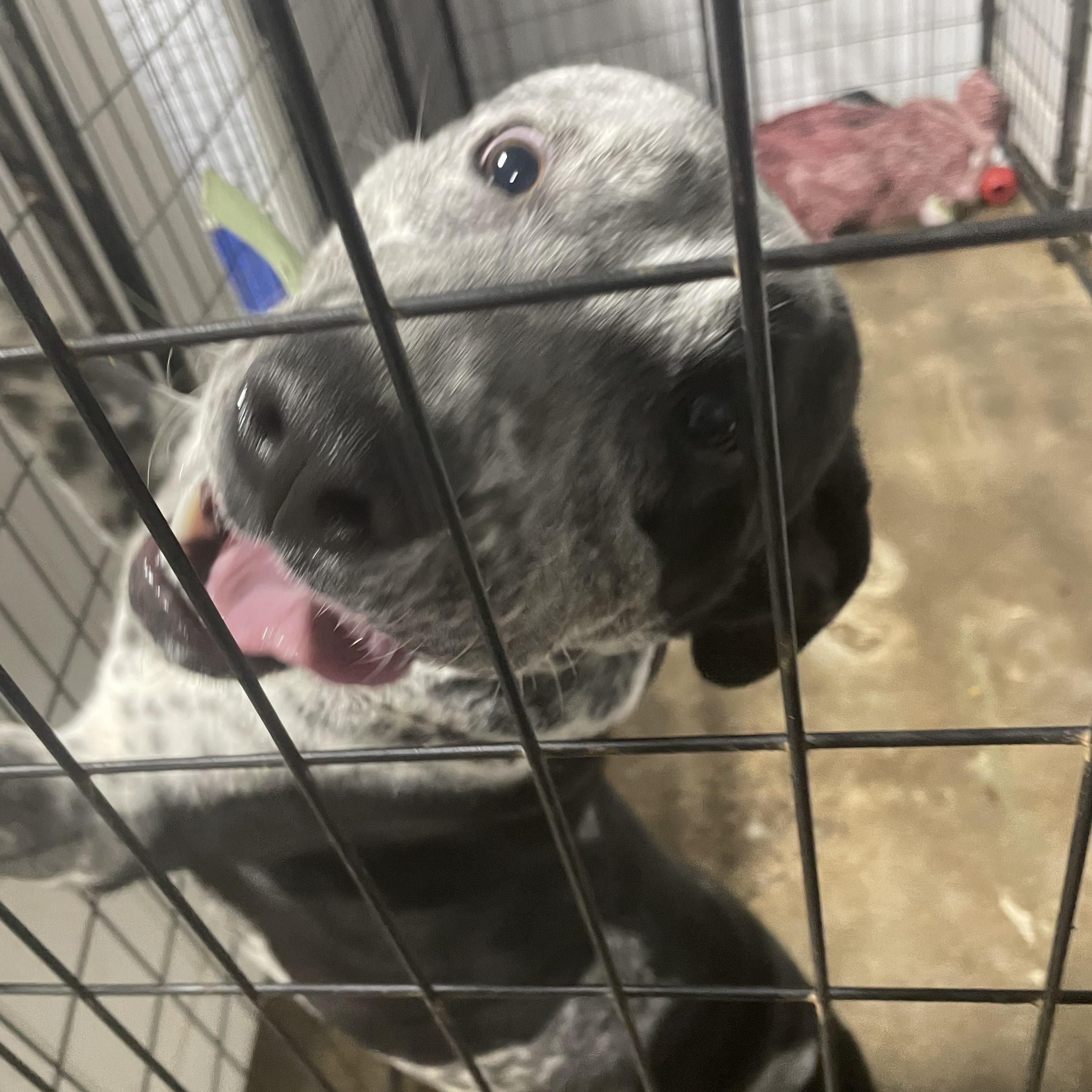 Dog for adoption - Buey, an Australian Cattle Dog / Blue Heeler in Le ...